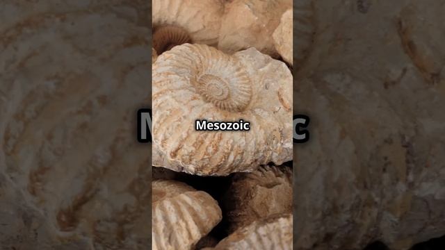 Ammonites: A shelled squid #mesozoic #sea #facts #middleeast #fossil #prehistoriclife