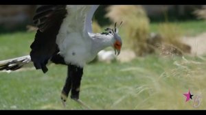 Fatal Ways Animals Protect Themselves