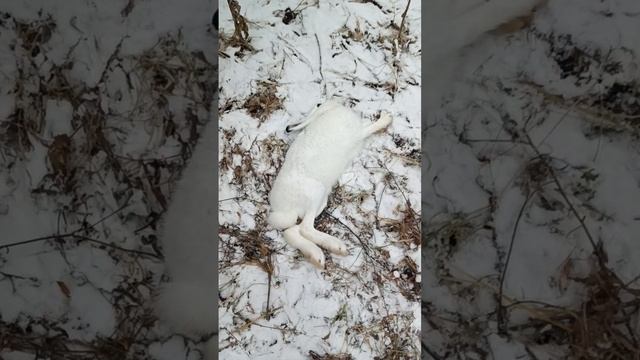 14 ноября