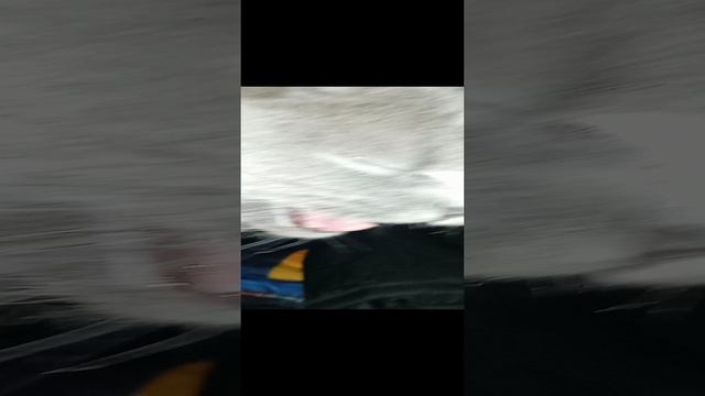 Лёша очень умный 
он кусается