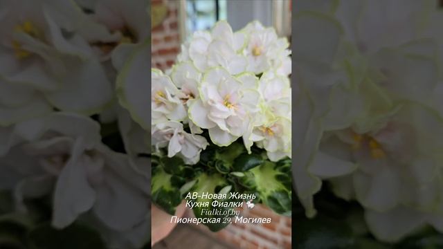 🐇🌸АВ-Новая Жизнь.  Эффектный, уникальный, единственный в своём роде.
