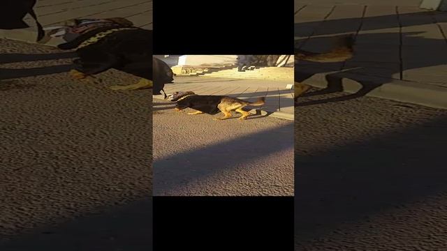 https://t.me/Artemtime_bot?start=tdvideo_ref_593263444_Rutubemy