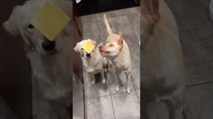Удача была не на их стороне