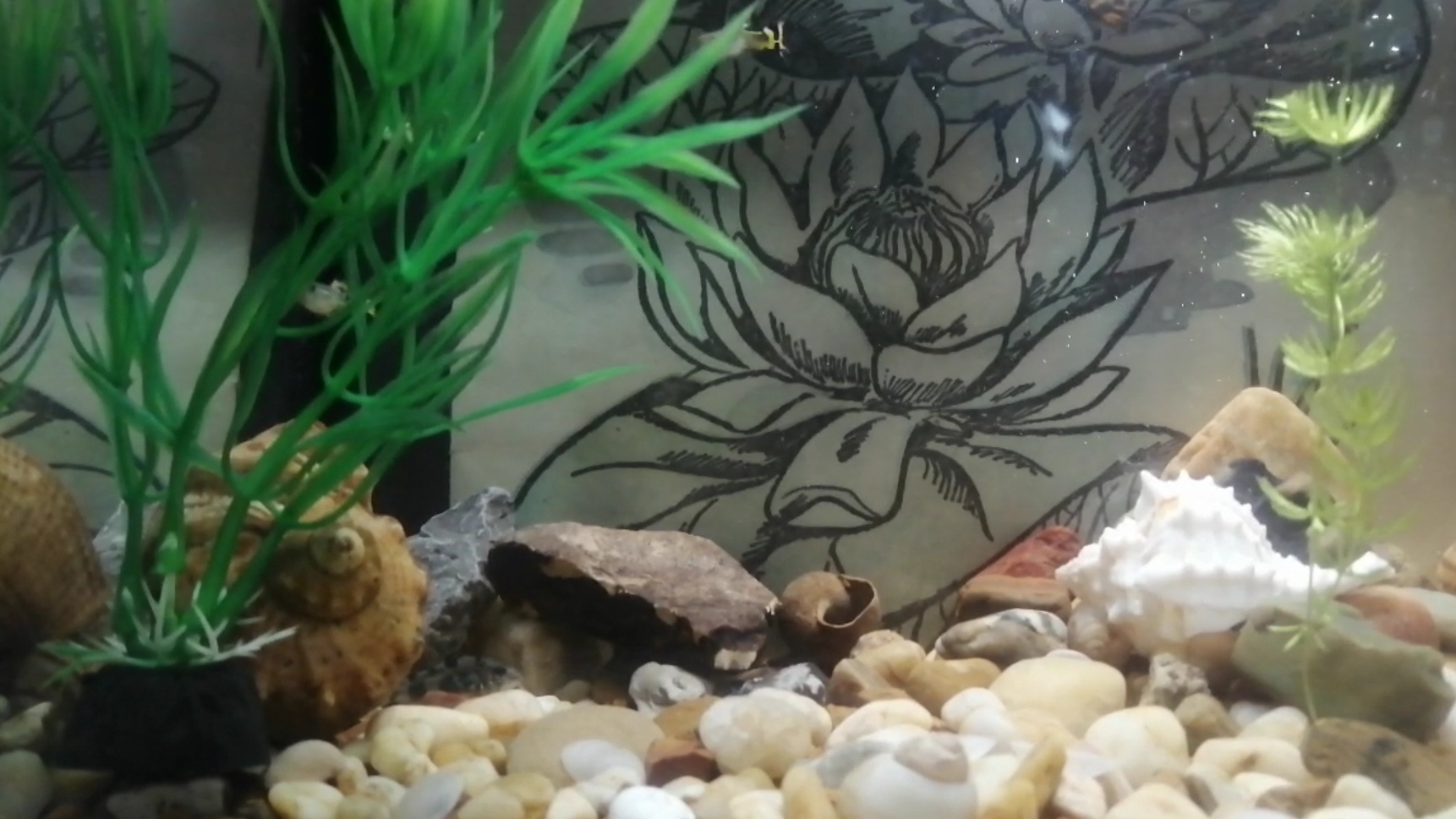 Релакс 2, рыбки, шум воды