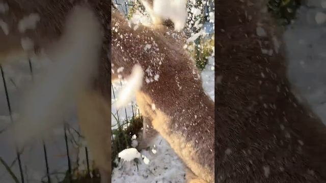 Рысь Умка устроила снегопад