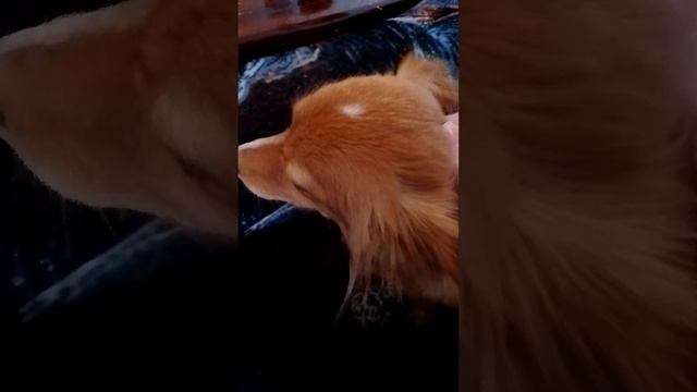 Знакомьтесь! Это Сара☺️Её выкинули прежние хозяева. Но благодаря хорошим людям Сара обрела новый дом