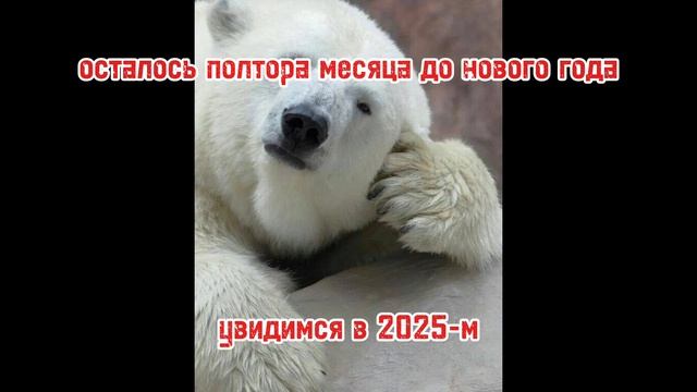 ЧЕРЕЗ ПОЛТОРА МЕСЯЦА НОВЫЙ ГОД! | УВИДИМСЯ В 2025-М | ПРОЩАНИЕ С АПИРОДОМ