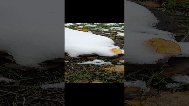 ❗Вешенка пошла в рост 😉 15.11.2024 г. Курск❗ #shorts #short #nature #гри #грибы #природа #funny