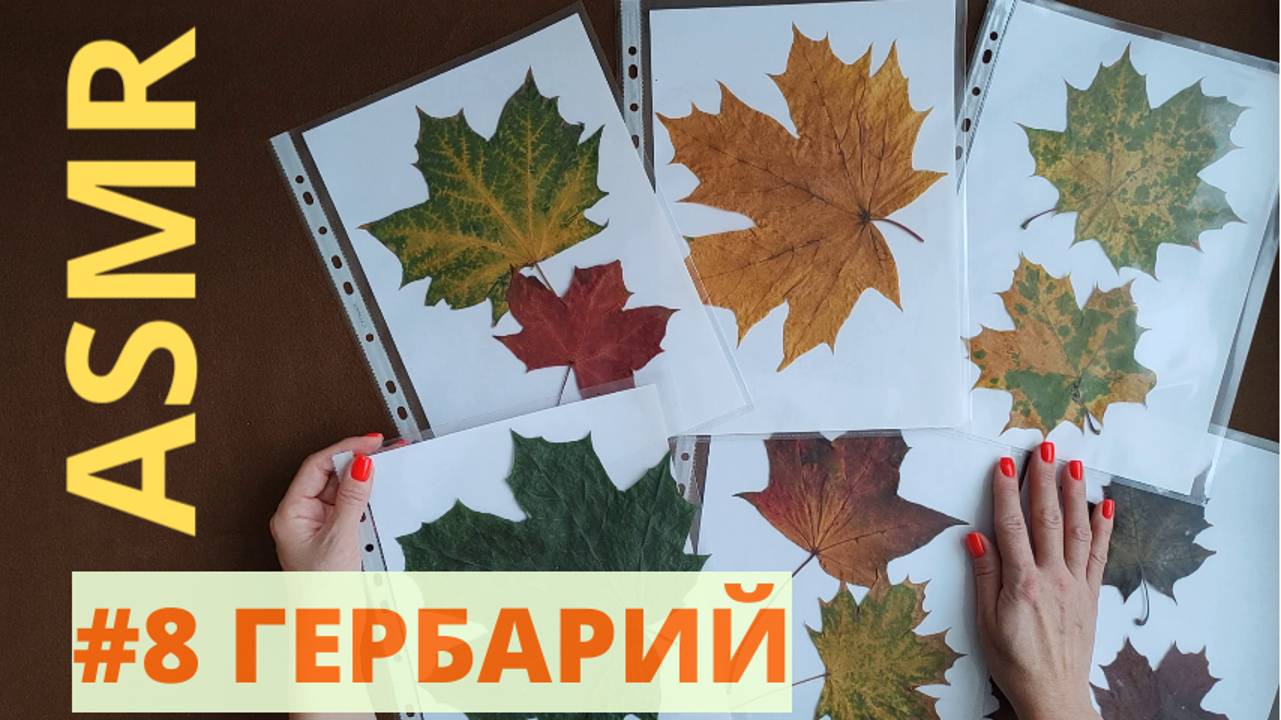 #8 Гербарий - искусство Ренессанса. Рассматриваем мою коллекцию. Тихий голос, шелест, АСМР / ASMR