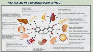 Научный симпозиум "Актуальные тренды первичной и вторичной профилактики АССЗ"