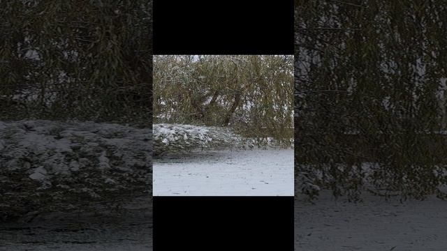 Зимушка-зима в питомнике