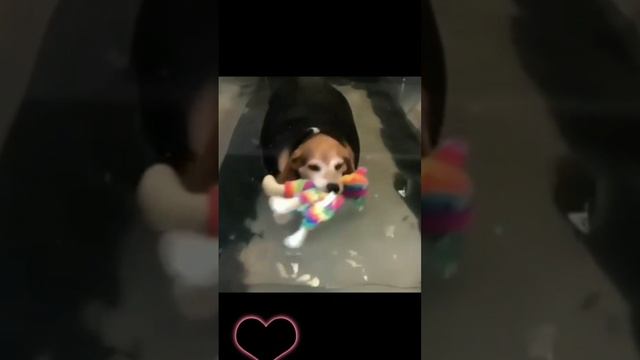 Собачка борется с лишним весом