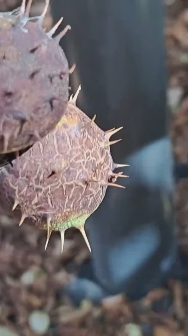 Каштанопад в Ессентуках