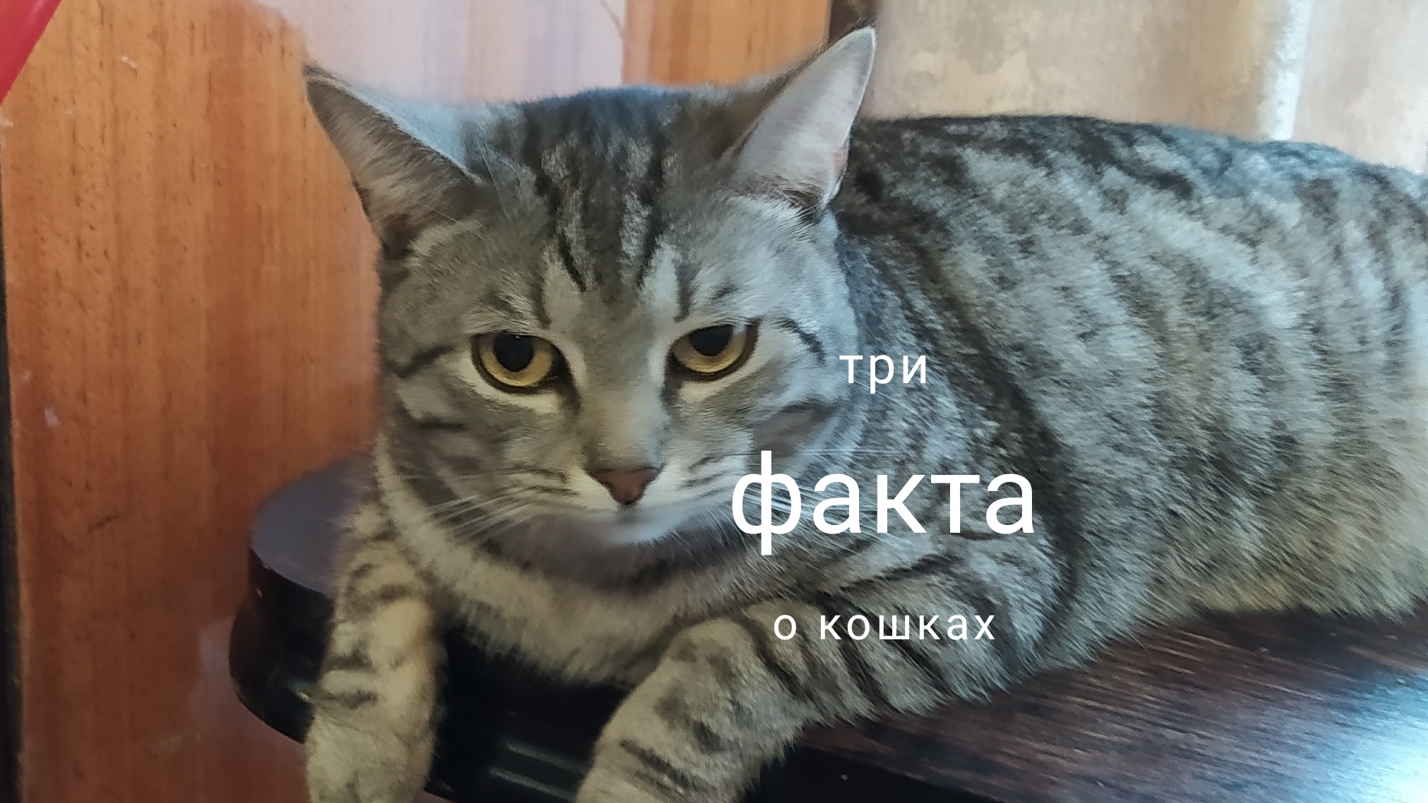 Три факта о кошках