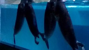 VID_20241116_123544.mp4