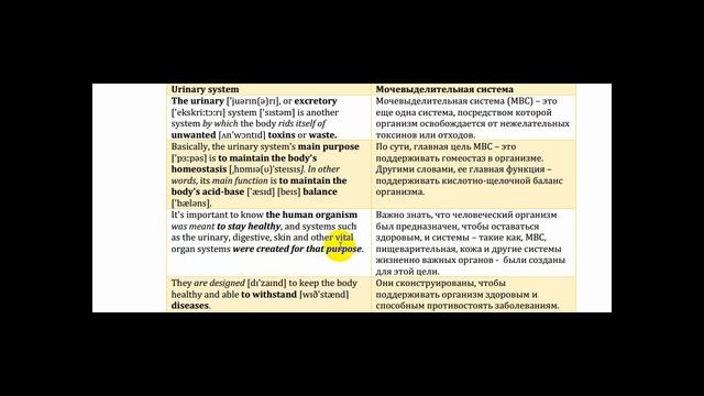 АНАТОМИЯ МОЧЕВЫДЕЛИТЕЛЬНОЙ СИСТЕМЫ. Медицинский английский с Татьяной Глушковой