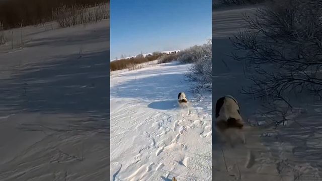 С ПОЛЕМ, ДРУЗЬЯ #охота #охота2024 #охотаназайца