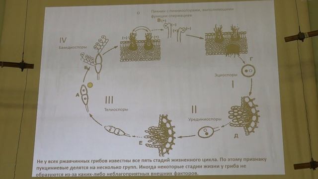 Кураков А. В. - Низшие растения. Микология - 5. Отдел Basidiomycota