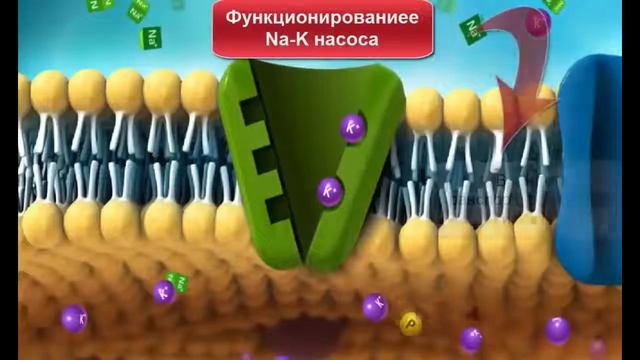 ПЕНТОКАН: Натриево-калиевый насос
