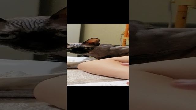 Кошка Булка воровка попкорна 😂 #ШаШаШу #shorts