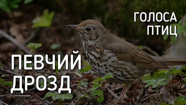 Певчий дрозд | Голоса птиц