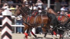 Участники Чемпионата русских троек-2024. Часть 4. Тройка Агрофирмы "Вельская", Архангельская область