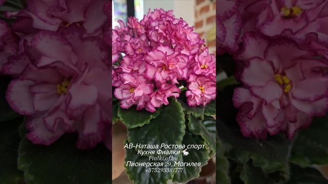 🐇💖АВ-Наташа Ростова спорт. Видео должно быть этого сорта