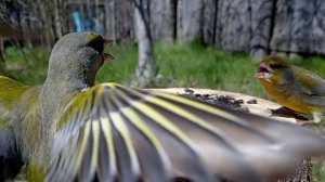 ВидеоОхота на Птиц (06.05.2024 года)