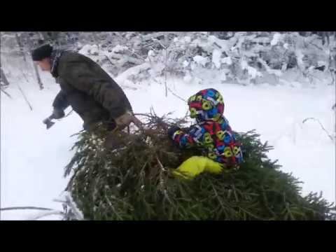 Как Даня в лес за елкой ходил