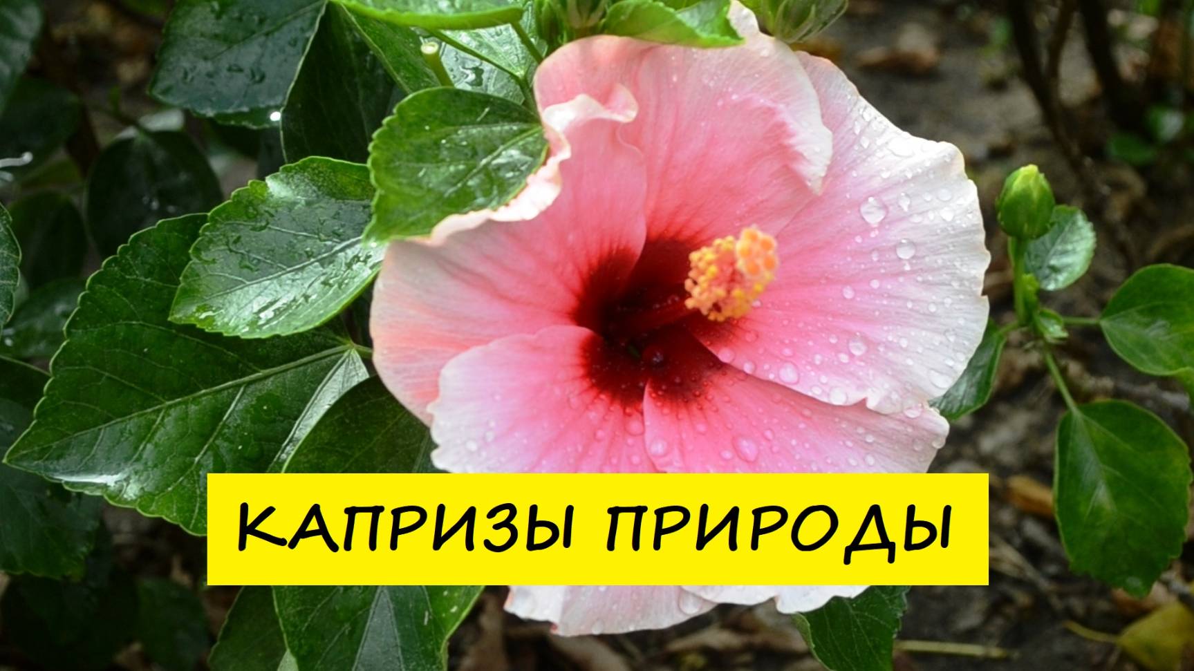 Вьетнам Нячанг погода сегодня 22 ноября 2024 года ❤️ То дождь, то солнце