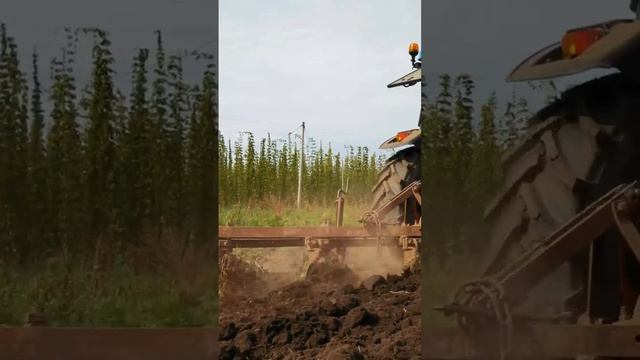 Демонстрация возможностей АГРОМАШ 90ТК на Цивильских полях  #агромаш #хмель #сельхозтехника