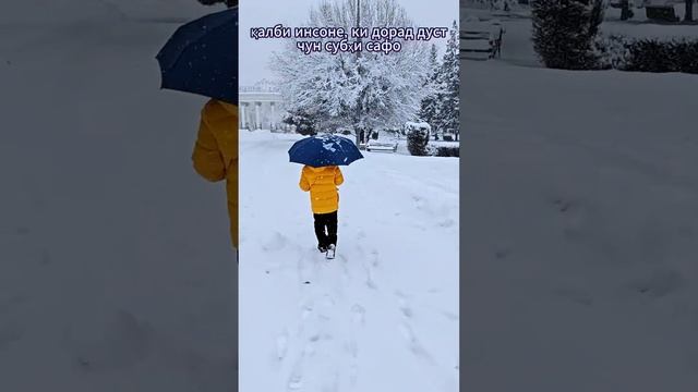 Олами бе дуст                          #стихи #shorts #tajikistan
