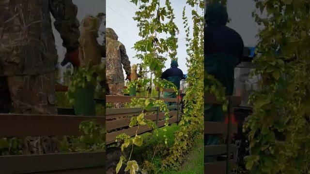Сбор хмеля быстрее и легче с АГРОМАШ 90ТК  #агромаш #agromash #сельскоехозяйство #farming