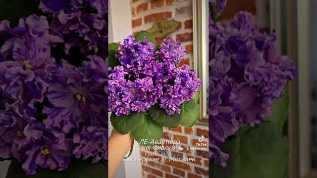 🐇💖ЛЕ-Авантюра с фантазийными цветами-бабочками, или анютками)), восхищает ВСЕГДА! Прекрасный лёгки