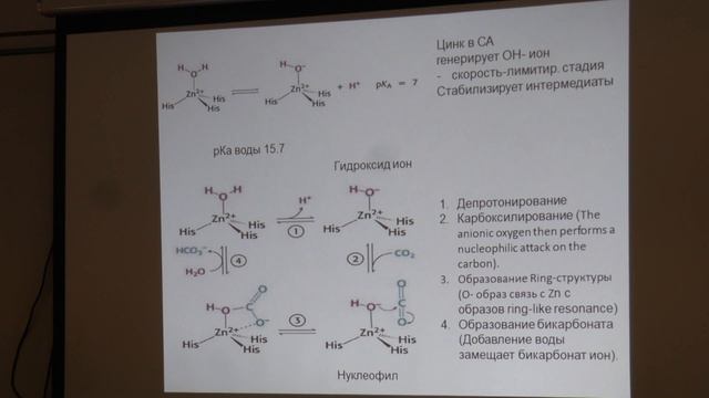 Клячко Н. Л. - Механизмы ферментативного катализа - 10. Неорганические элементы в составе ферментов