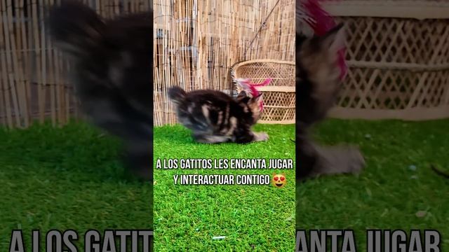 Ролик для продажи котиков курильский бобтейл