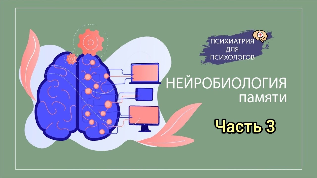 Нейробиология памяти. Долговременная память. Часть 3.