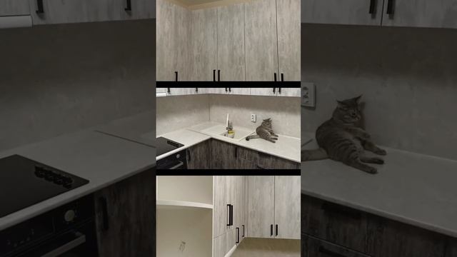 Котик - главный мебельный критик #ремонт #интерьер #kitchendesign #кухня #kitchen #home #дизайн