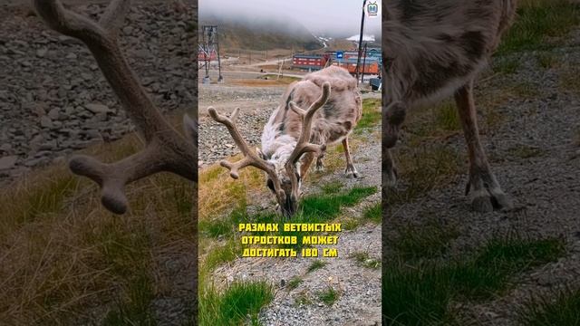 лось интересное животное #сезонконтентаRUTUBE #факты #животные #интересное