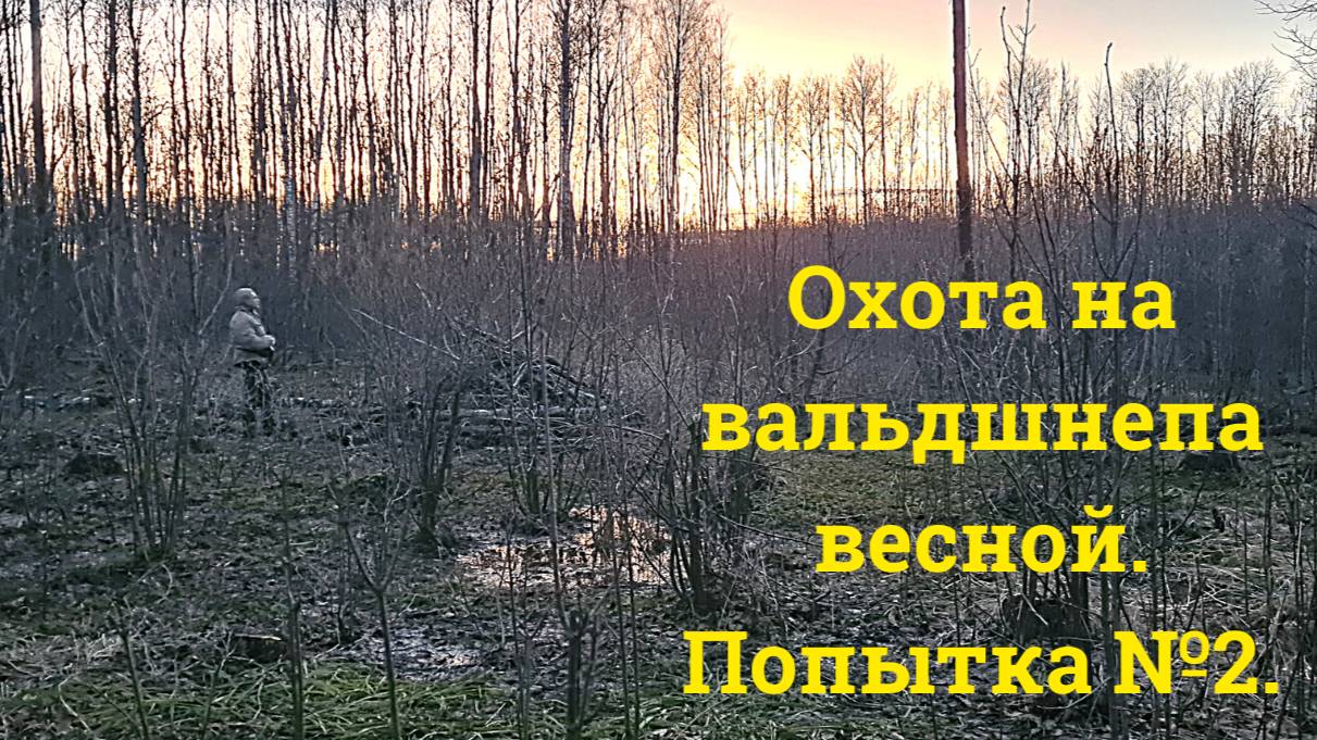 Охота на вальдшнепа весной. Попытка №2