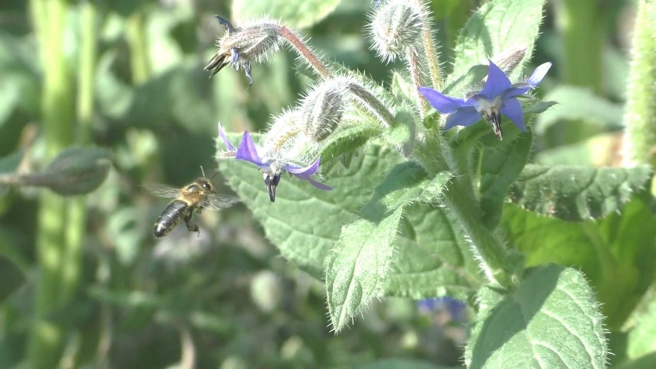 Почему пчелы запасают меда больше, чем им надо для зимовки