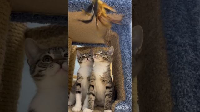 💕 Любава и Аглая с компанией друзей желают всем хорошего дня!