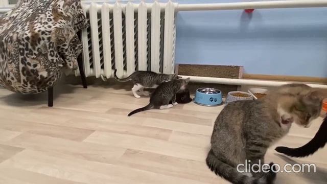 💕 Любава и Аглая подросли 😻😻 Котятам очень нужны дома!