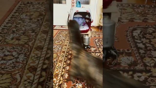 Автодом для кошек на радиоуправлении #shorts #cat #house