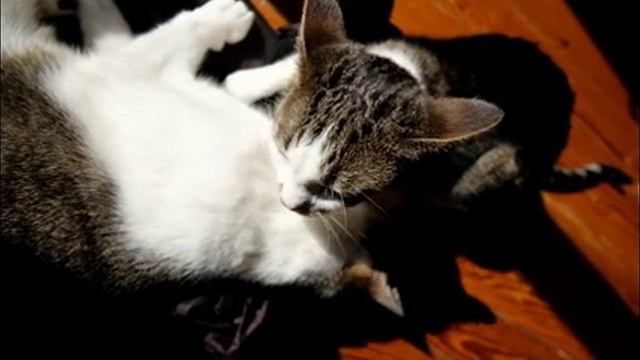 Кошечки умываются