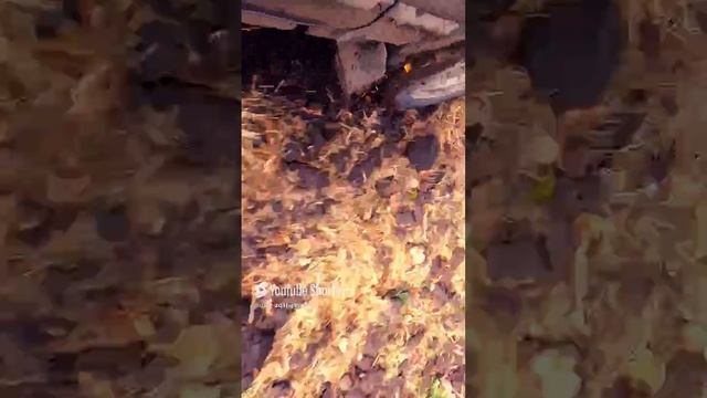 Ниве дорога не нужна🔥😁 Едем за птицей🦆...#стрелятьнемешкиворочать #охота #охотник #осень #shorts