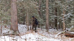 Прогулка по зимнему лесу в снегопад
