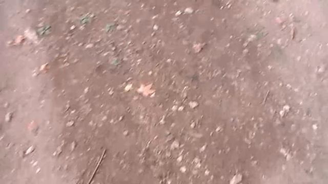 Логонаки 2009