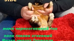 девочка от Фазера