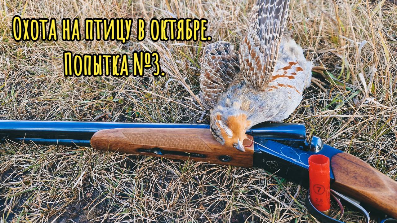 Охота на птицу в октябре.  Попытка №3. 2023 год